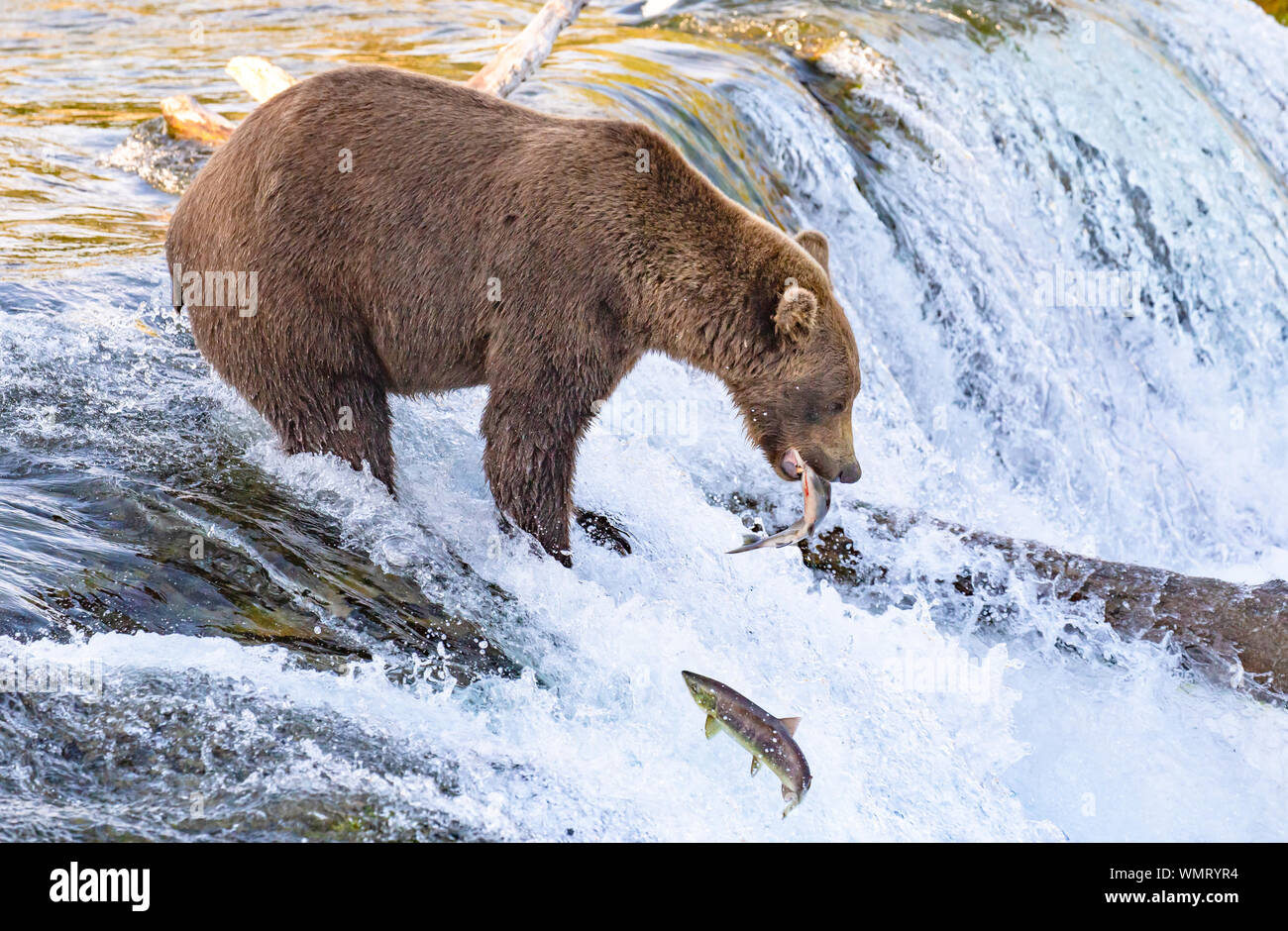 Grizzly bear fishing in a river hi-res stock photography and images - Alamy