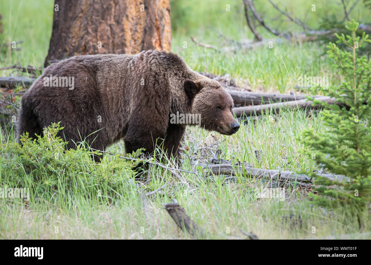 Grizzly bear in the wild Stock Photo - Alamy