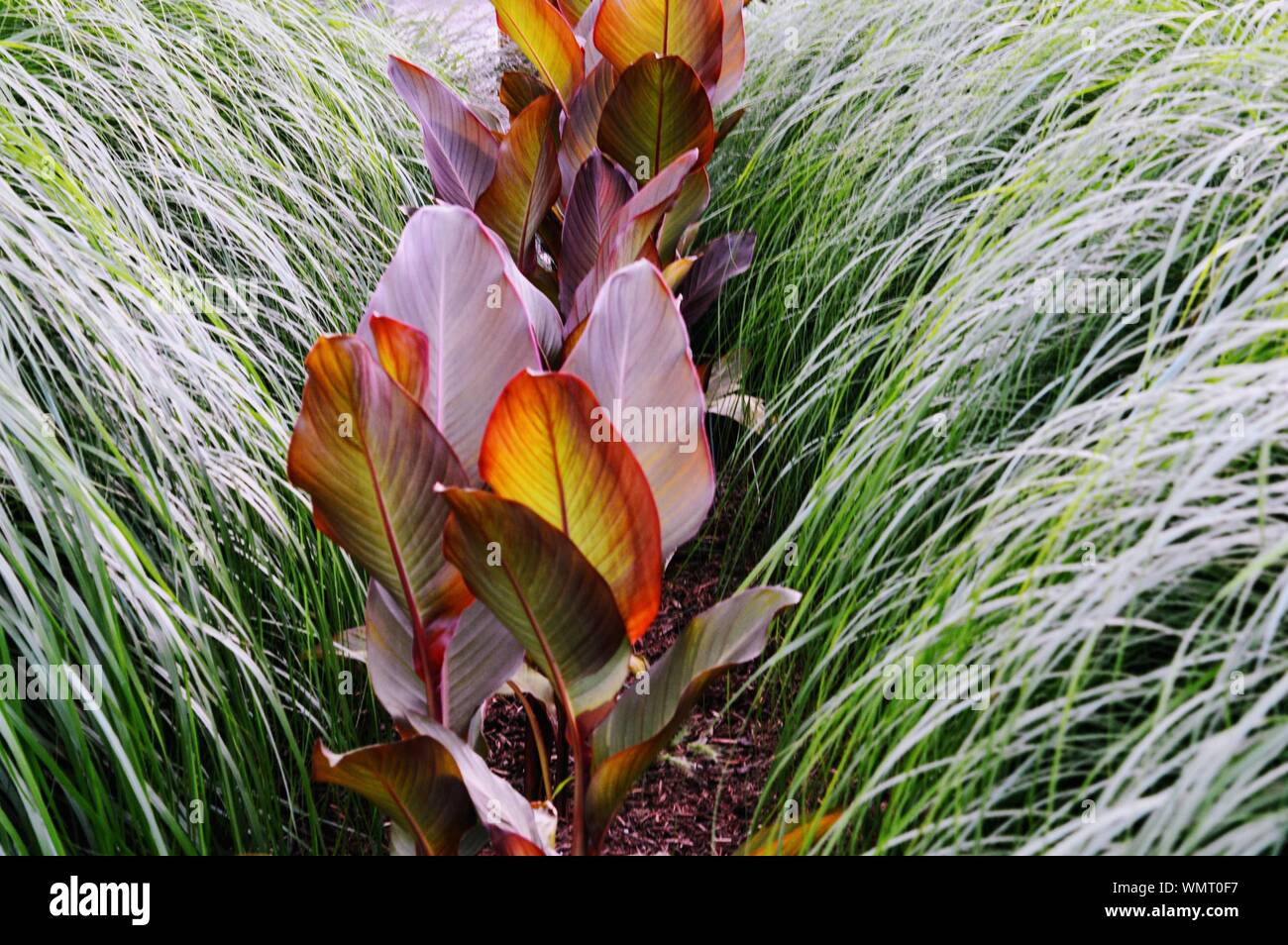 Lily Field High Resolution Stock Photography and Images - Alamy