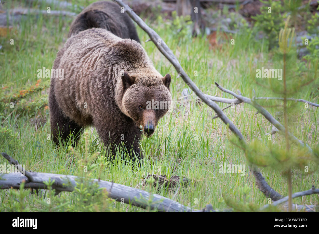 Grizzly bear in the wild Stock Photo - Alamy