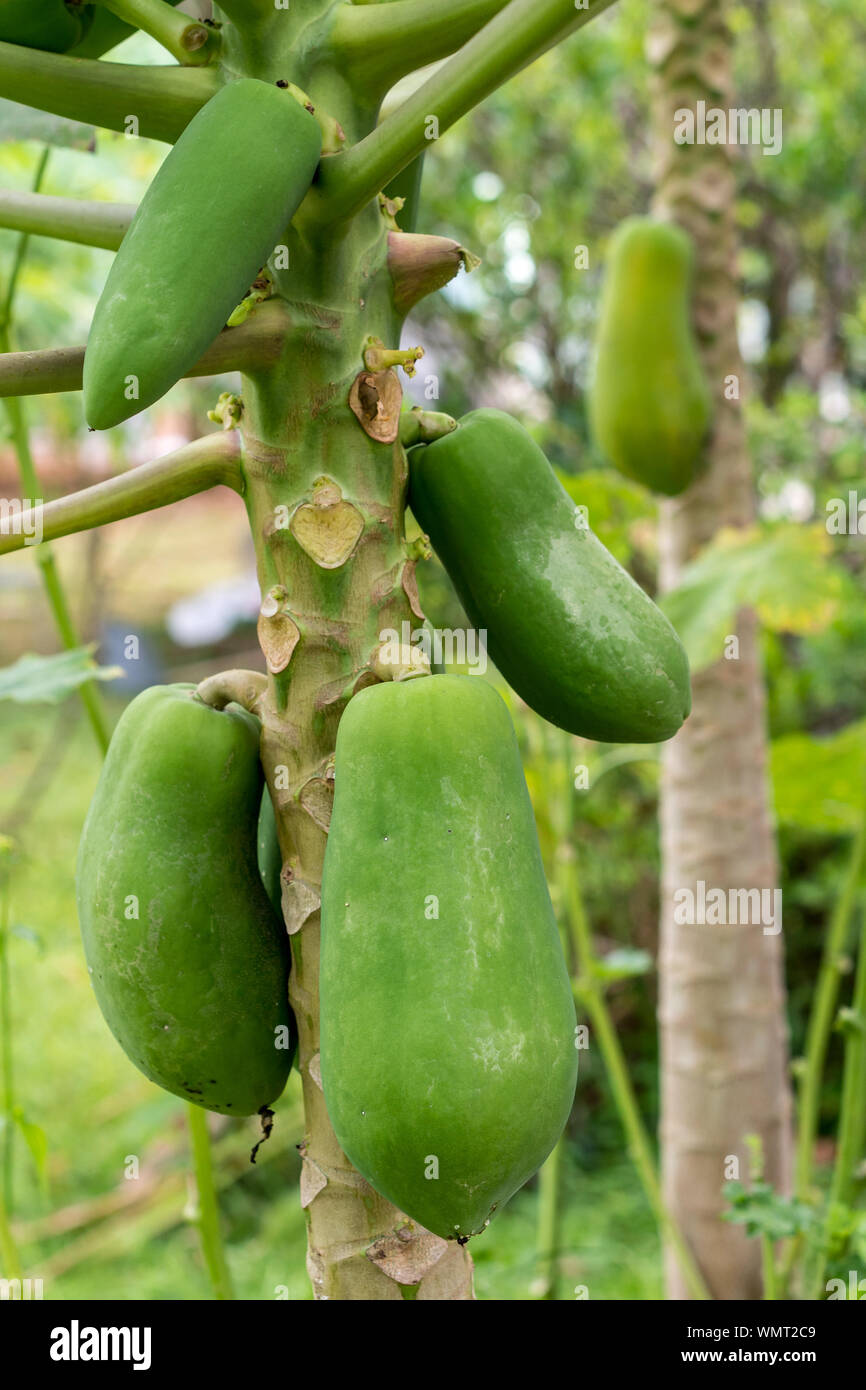 Papayas on tree hi-res stock photography and images - Alamy