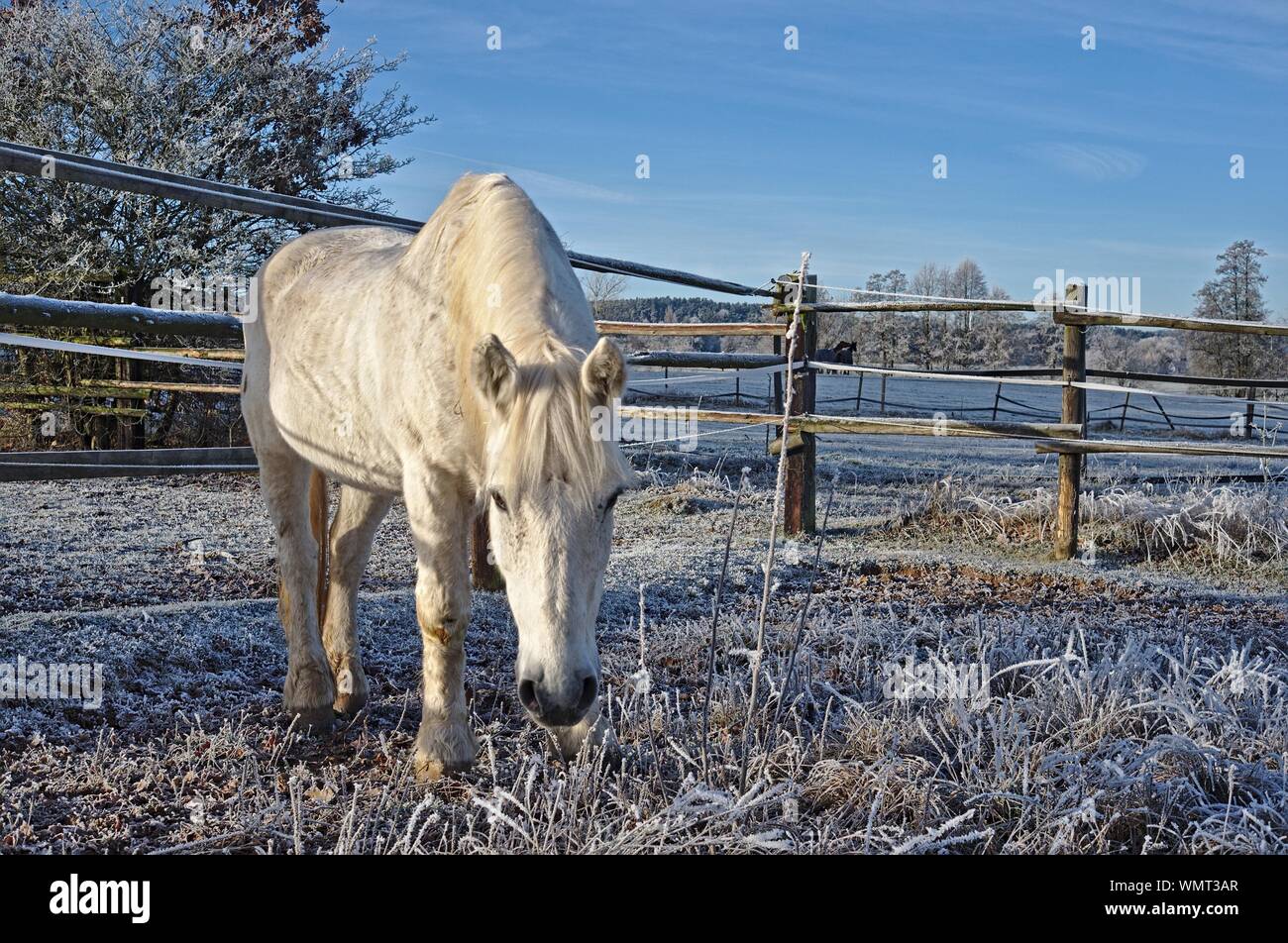 Paddock pen hi-res stock photography and images - Alamy