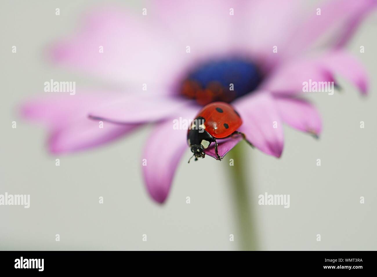 Ladybug purple flower animal wildlife hi-res stock photography and ...