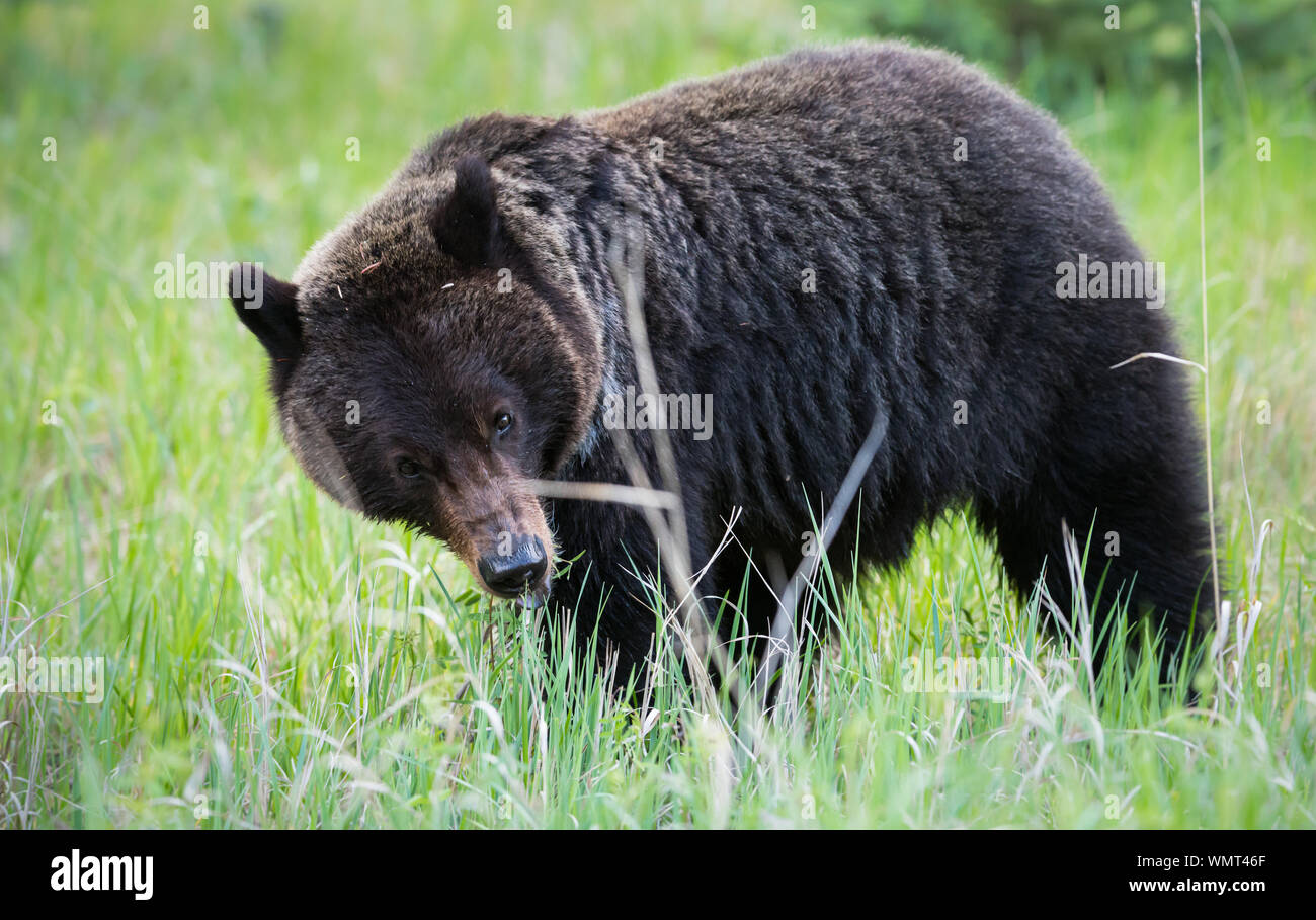 Grizzly bear in the wild Stock Photo - Alamy