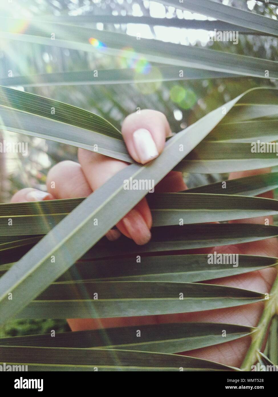 Hand palm close up hi-res stock photography and images - Alamy