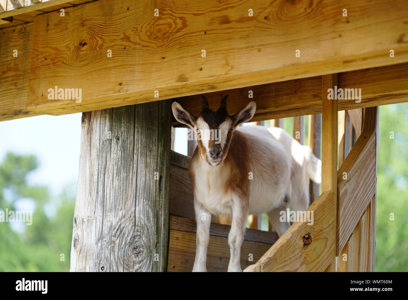 Pygmy Goat Family at Wisconsin Dells Zoo play around Stock Photo - Alamy