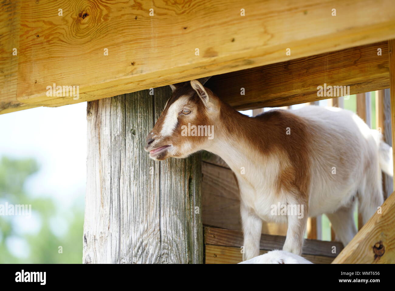 Pygmy Goat Family at Wisconsin Dells Zoo play around Stock Photo - Alamy