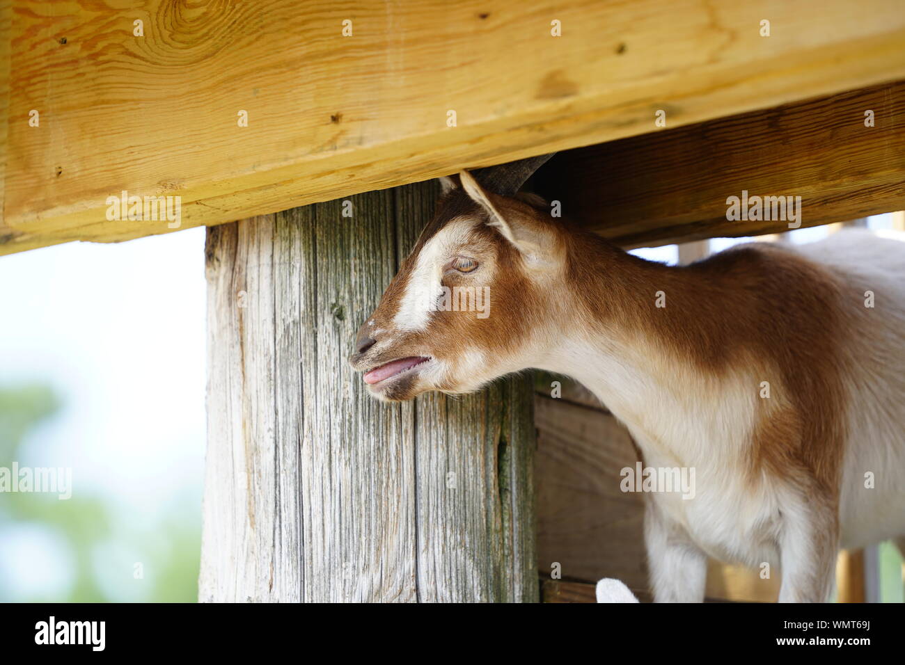 Pygmy Goat Family at Wisconsin Dells Zoo play around Stock Photo - Alamy