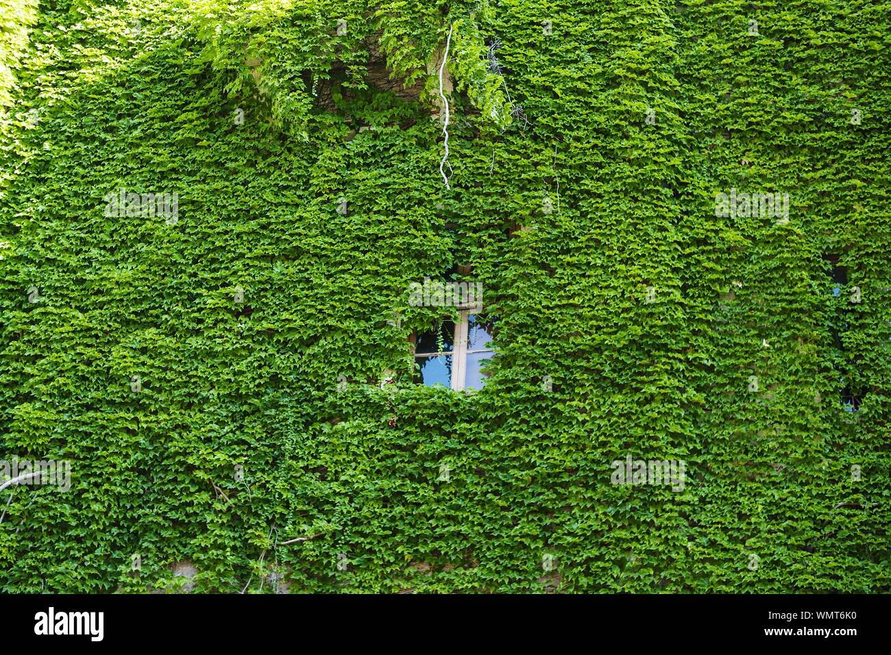 Window Amidst Ivy Covered House Stock Photo - Alamy