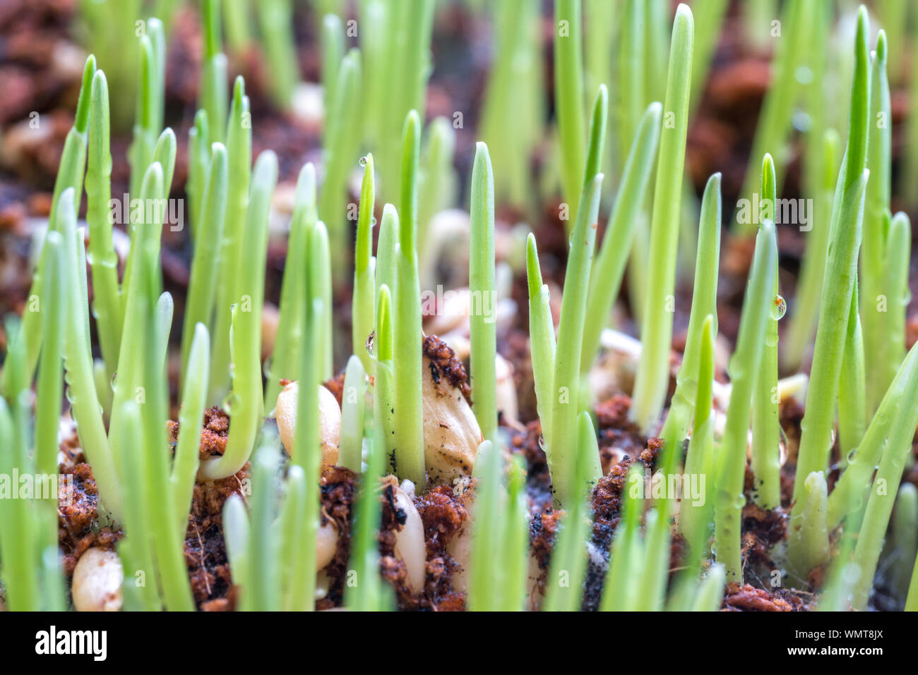 Macro mud hi-res stock photography and images - Alamy
