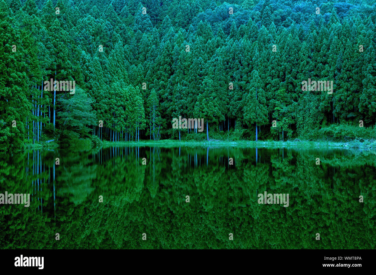 Green trees by the lake hi-res stock photography and images - Alamy