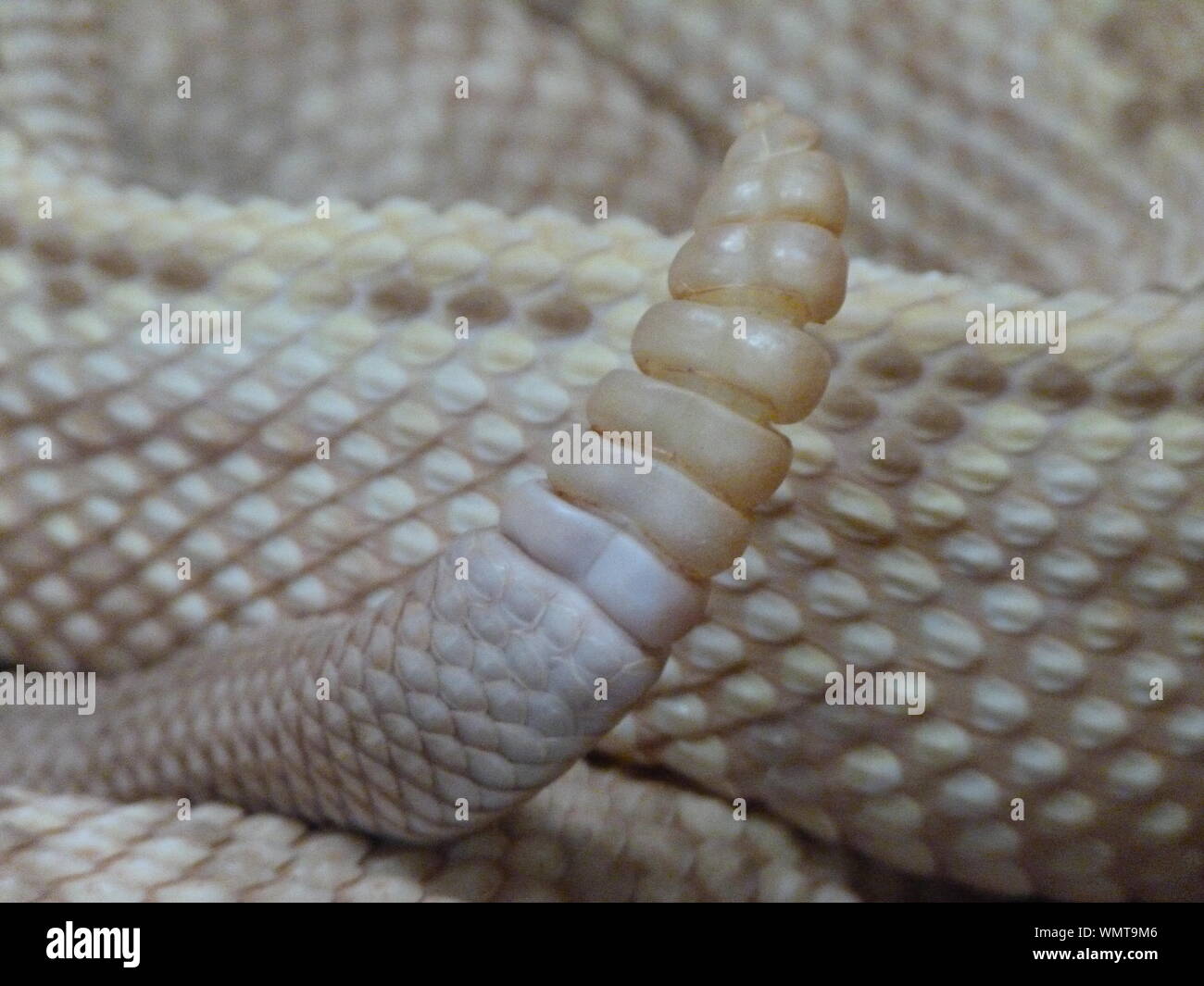Full natural tail hi-res stock photography and images - Alamy
