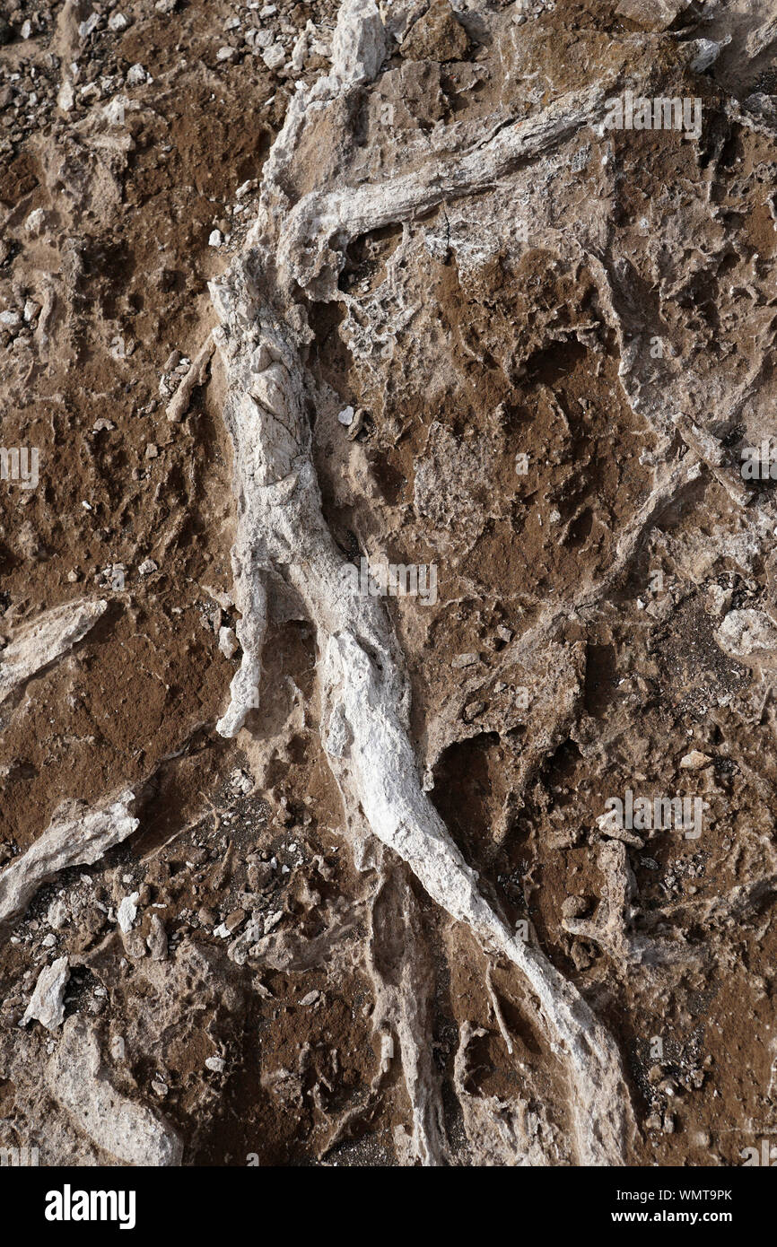 Fossil Vegetation High Resolution Stock Photography and Images - Alamy