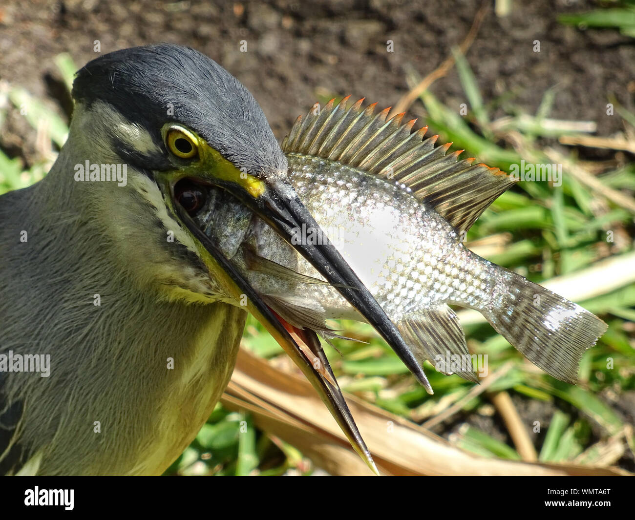 Bird fish in mouth hi-res stock photography and images - Alamy