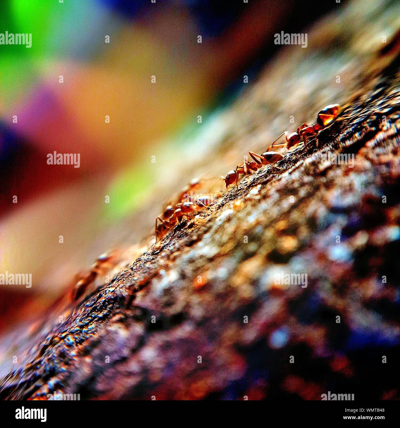 Close Up Of Ants High Resolution Stock Photography and Images - Alamy