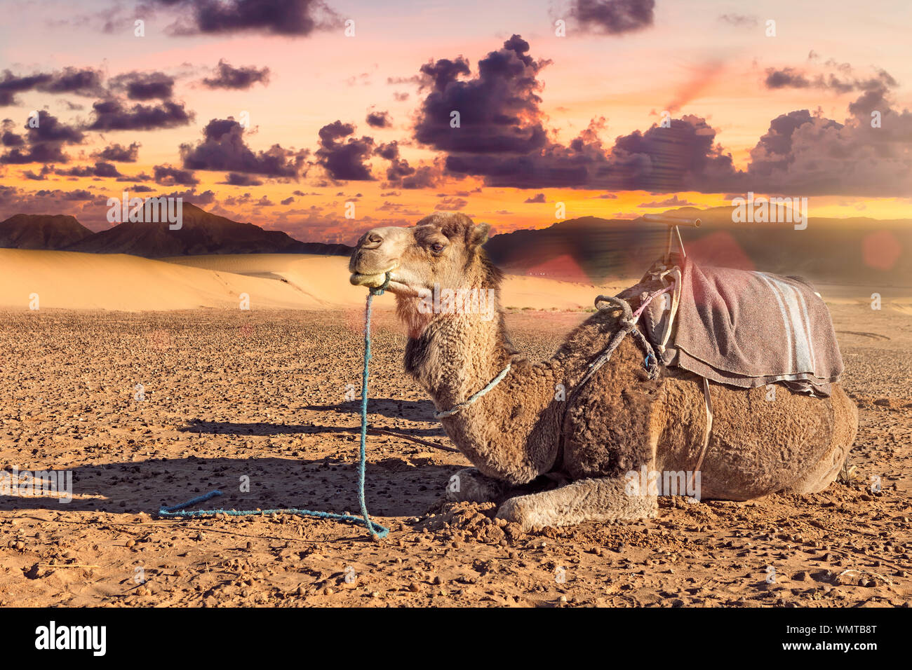 Exotic desert sunset landscape.dromedary in the desert Stock Photo - Alamy