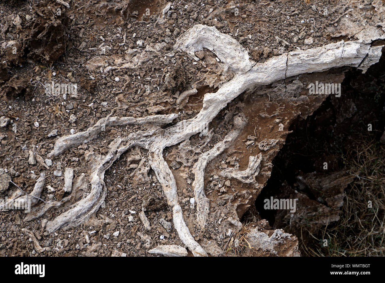 Fossil Vegetation High Resolution Stock Photography and Images - Alamy