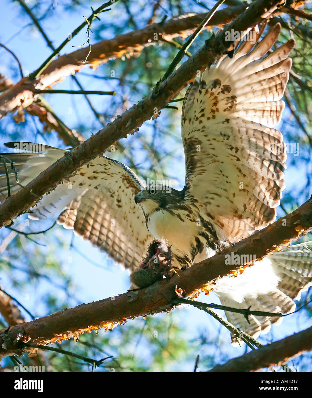 A large Red Hawk in a tree with wings spread eating a rodent Stock ...