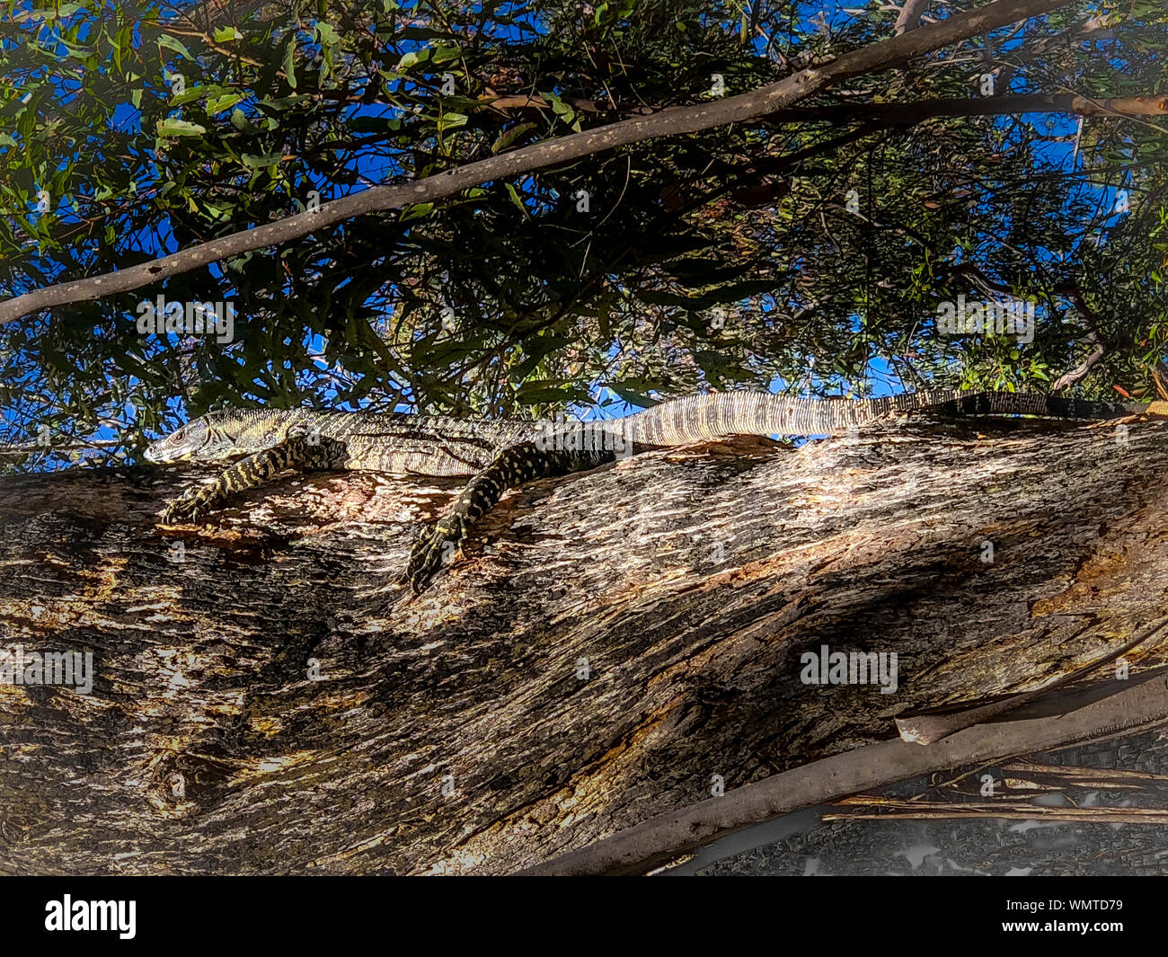 A large Goanna climbing a tree in the Australian outback Stock Photo ...
