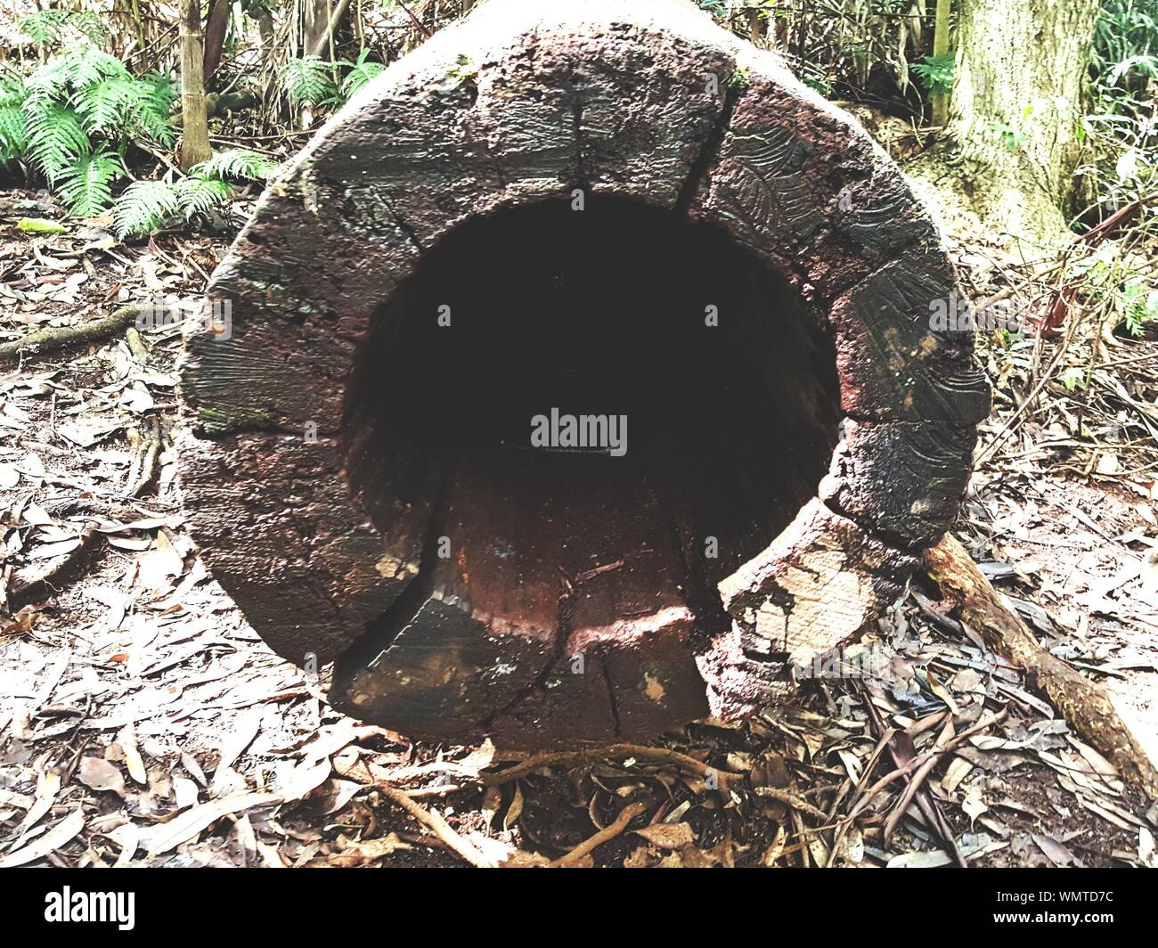 Hollow Tree Trunk High Resolution Stock Photography and Images - Alamy