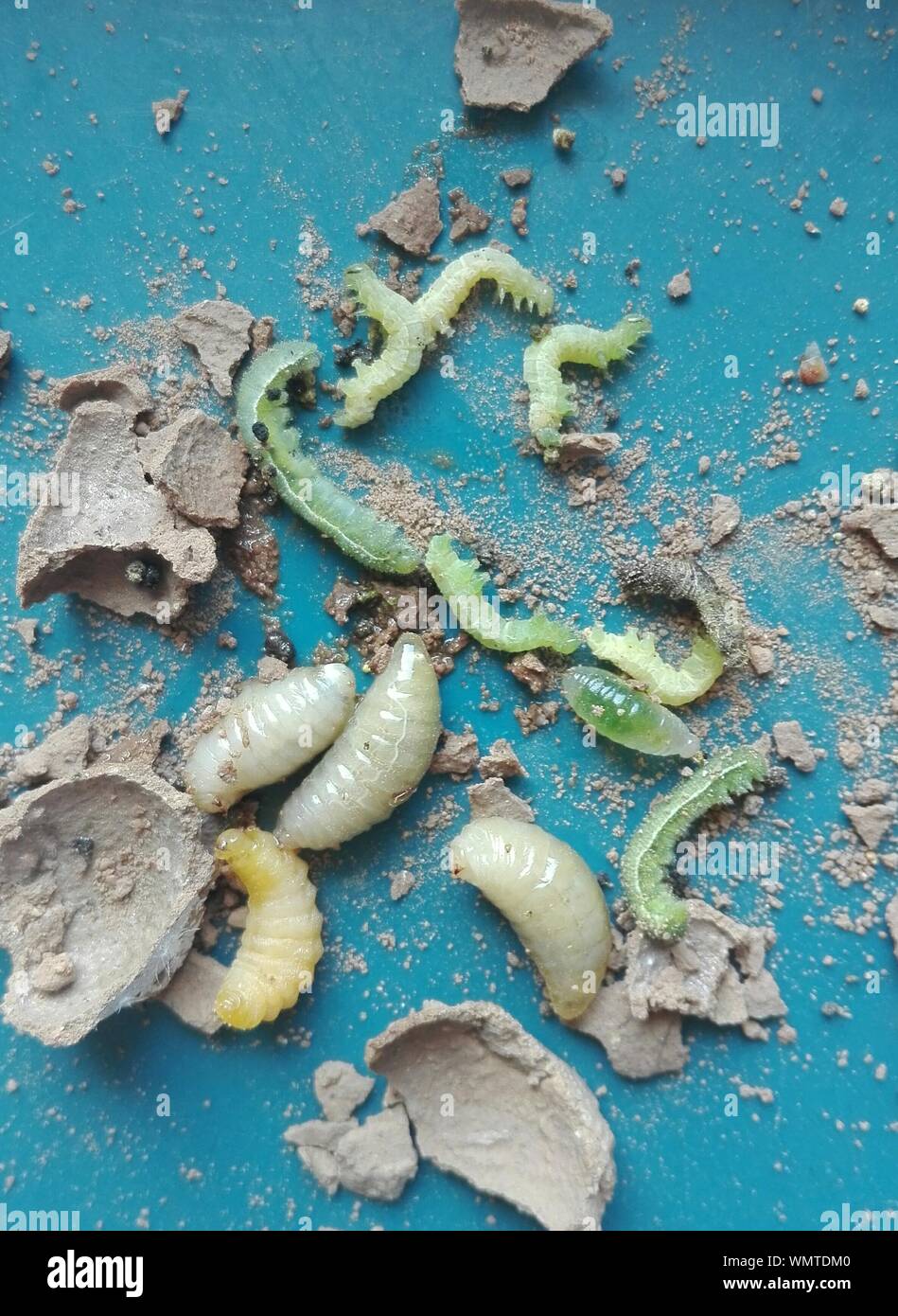 Table insects hi-res stock photography and images - Alamy