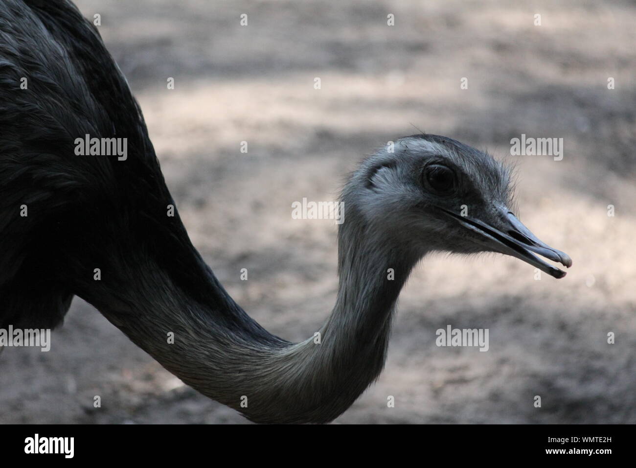 Rhea bird in zoo Stock Photo - Alamy