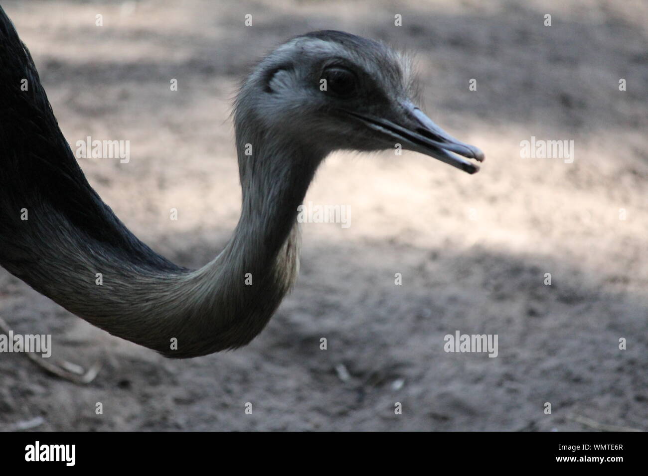 Rhea bird in zoo Stock Photo - Alamy