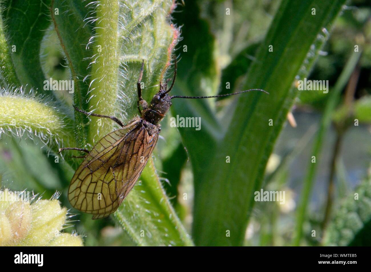 River insects hi-res stock photography and images - Alamy