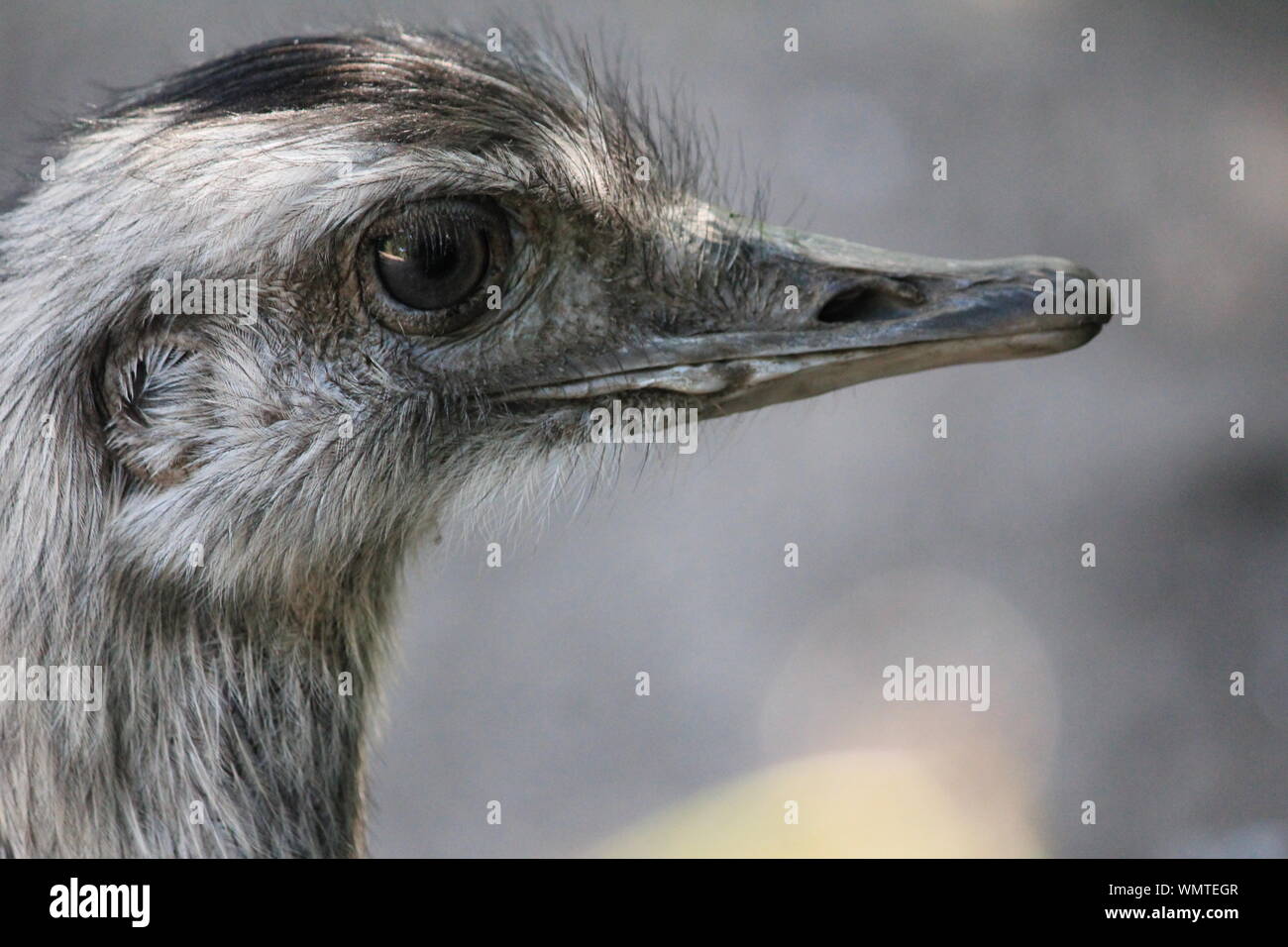Rhea bird in zoo Stock Photo - Alamy