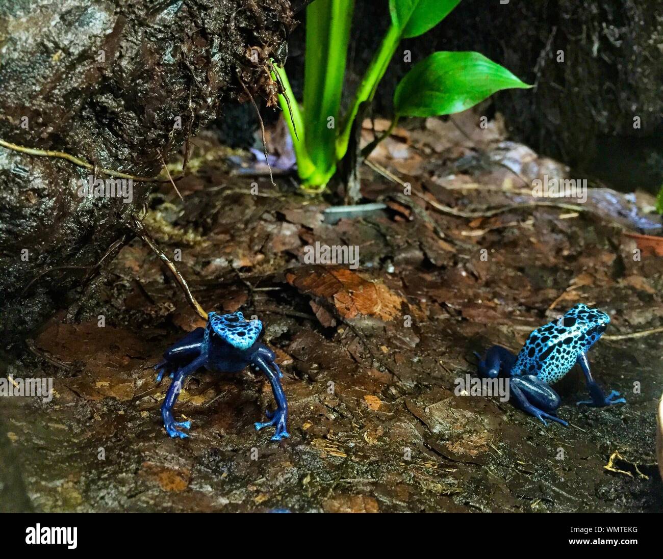 Ground frogs hi-res stock photography and images - Alamy