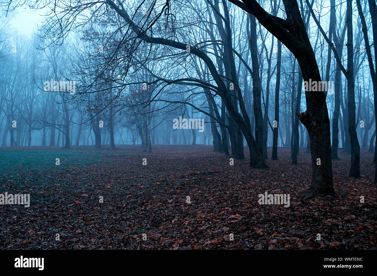 Autumn mysterious landscape - foggy forest with bare trees and fallen ...