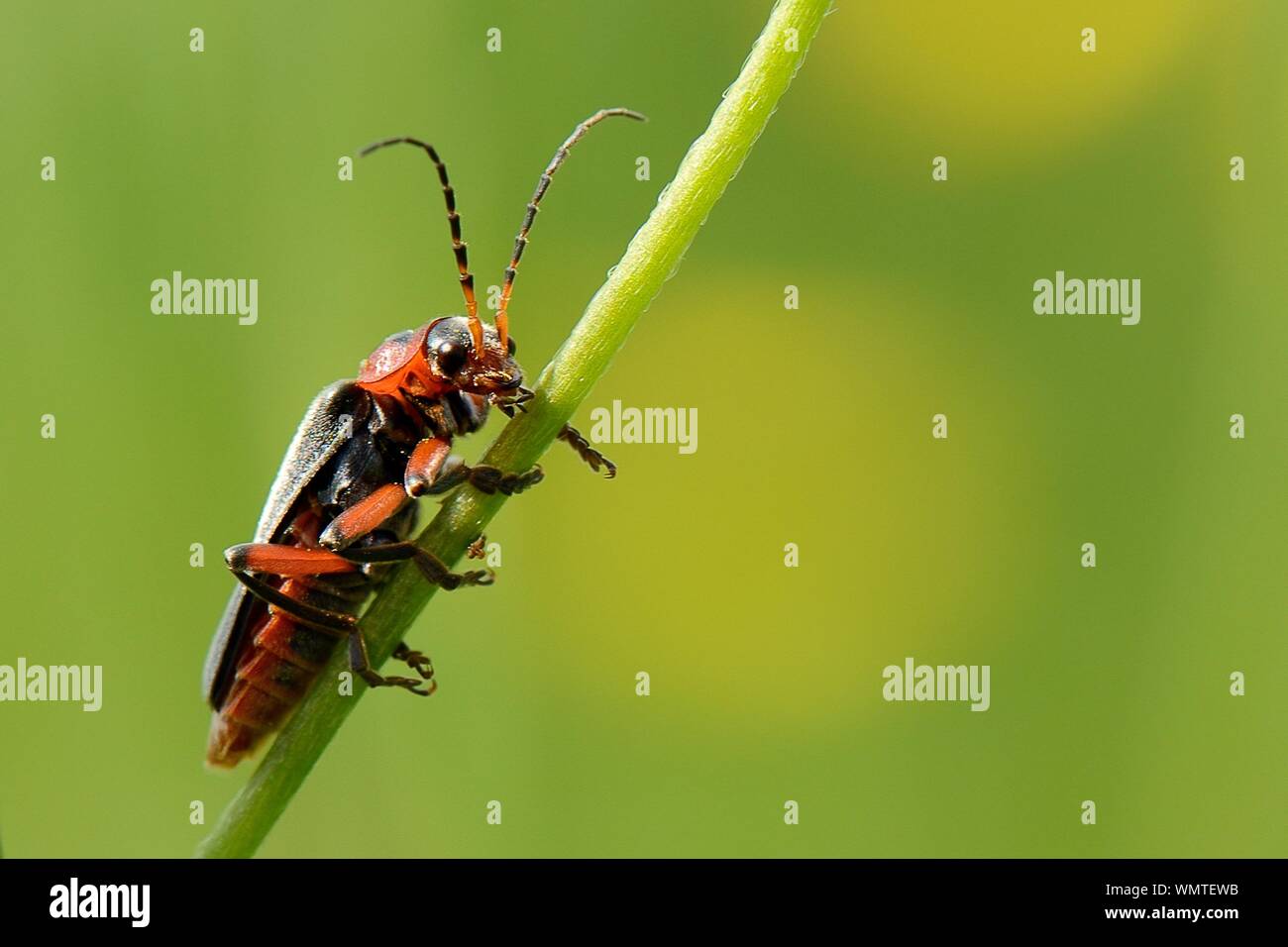 Red and black beetles hi-res stock photography and images - Alamy