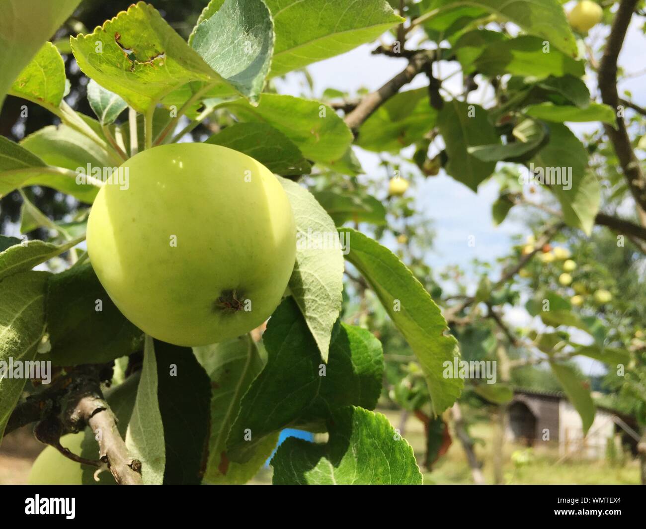 Apple Tree Lawn High Resolution Stock Photography and Images - Alamy