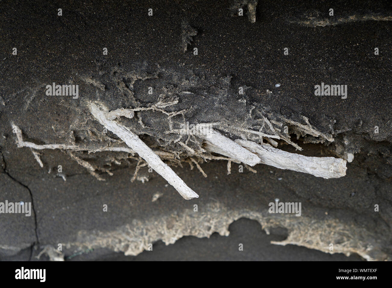 Fossil Vegetation High Resolution Stock Photography and Images - Alamy