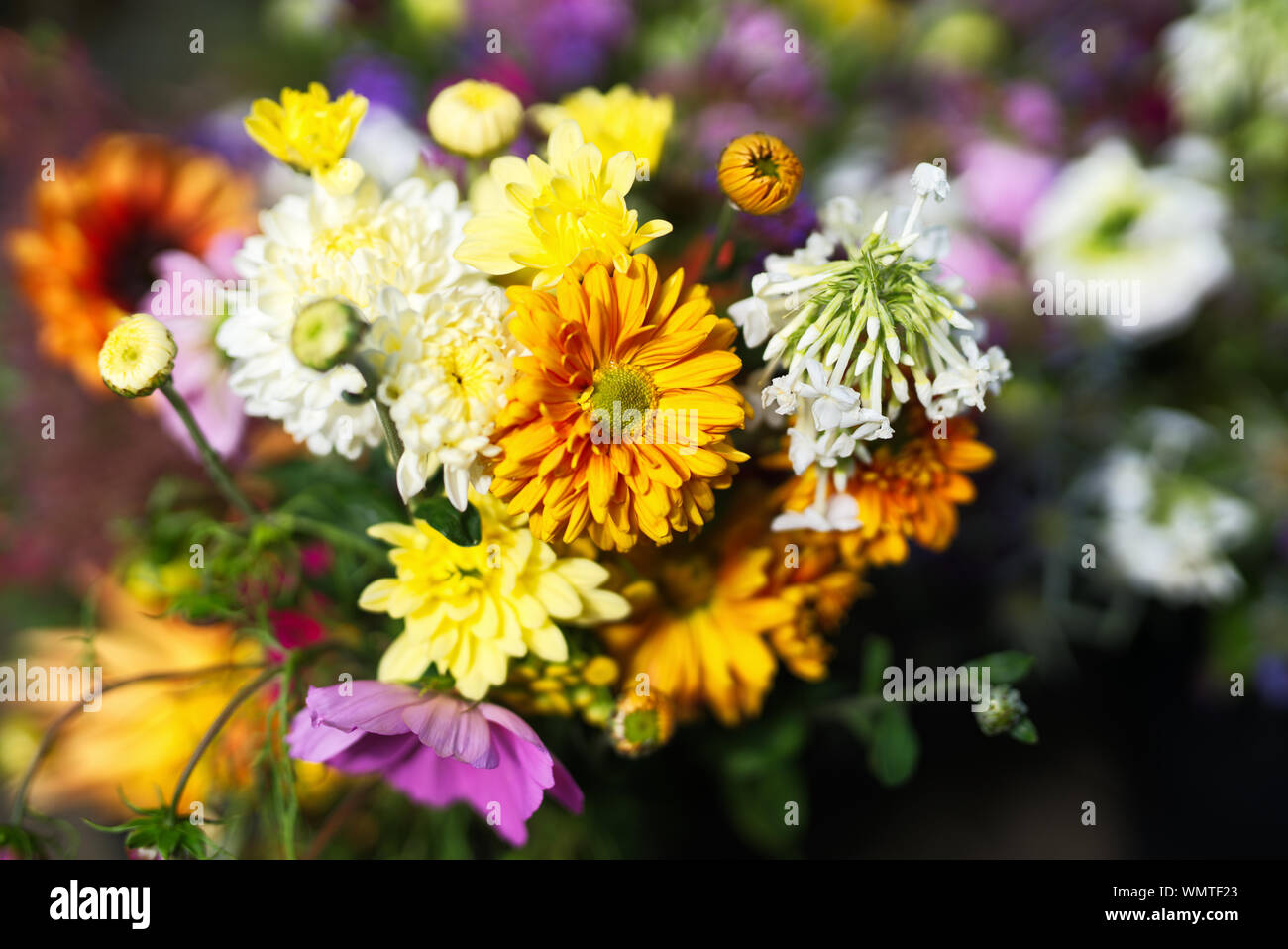 Blooms selective hi-res stock photography and images - Alamy