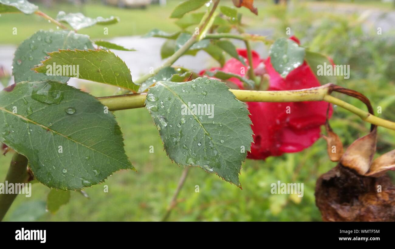 Wet rose bush hi-res stock photography and images - Alamy