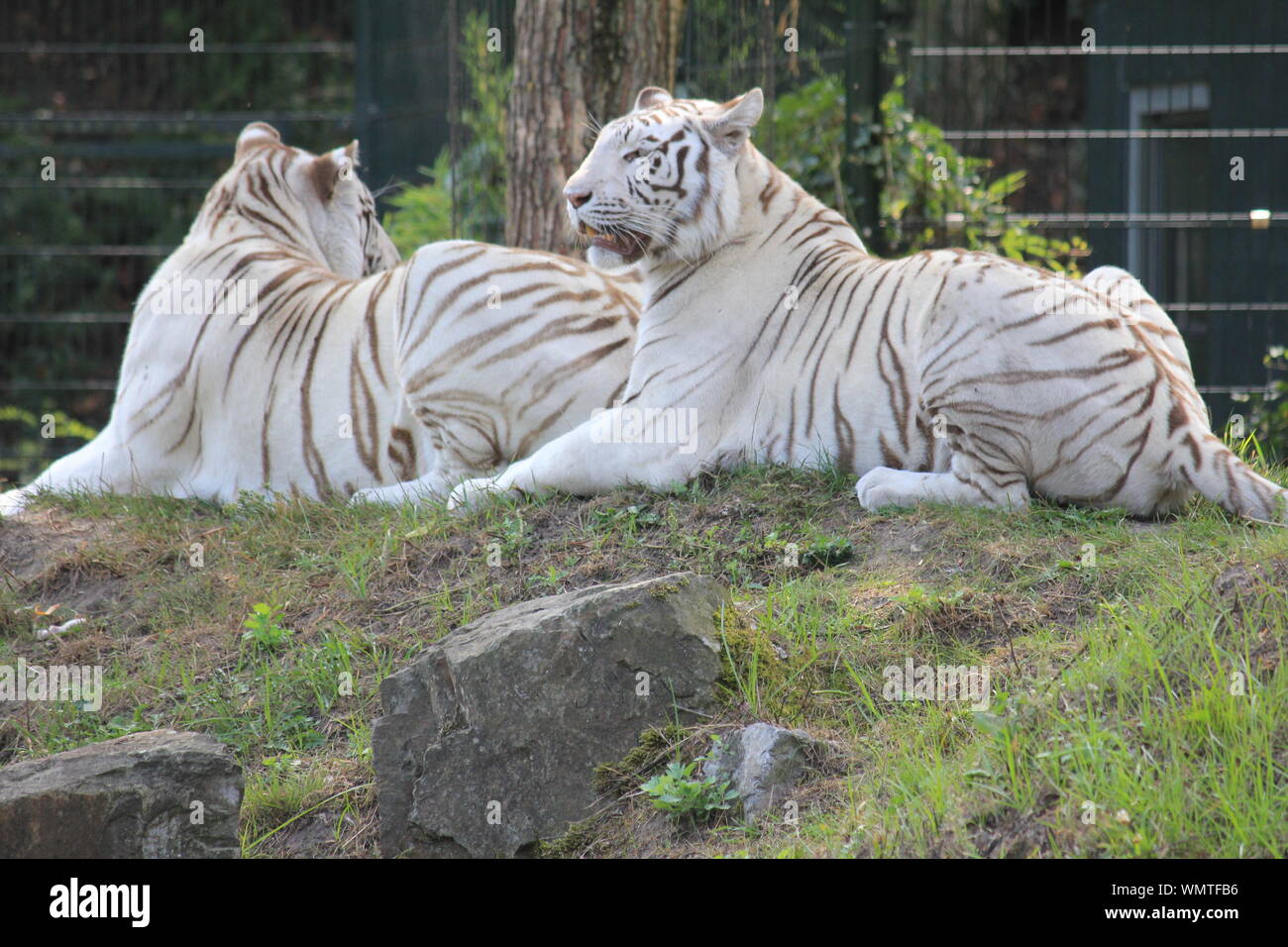 White tiger in Overloon zoo in the Netherlands Stock Photo - Alamy