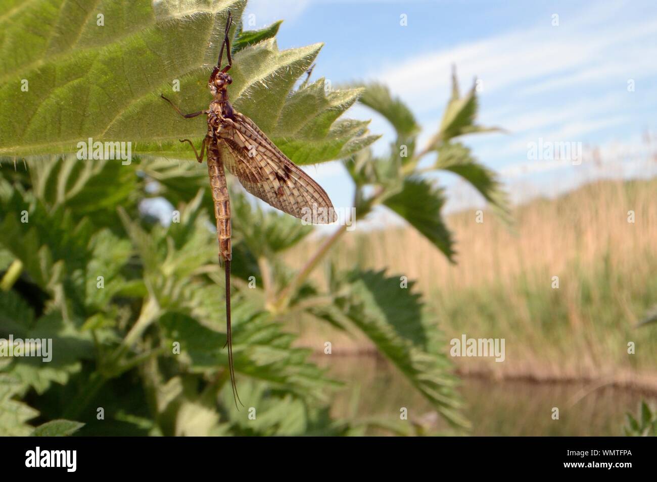 River insects hi-res stock photography and images - Alamy