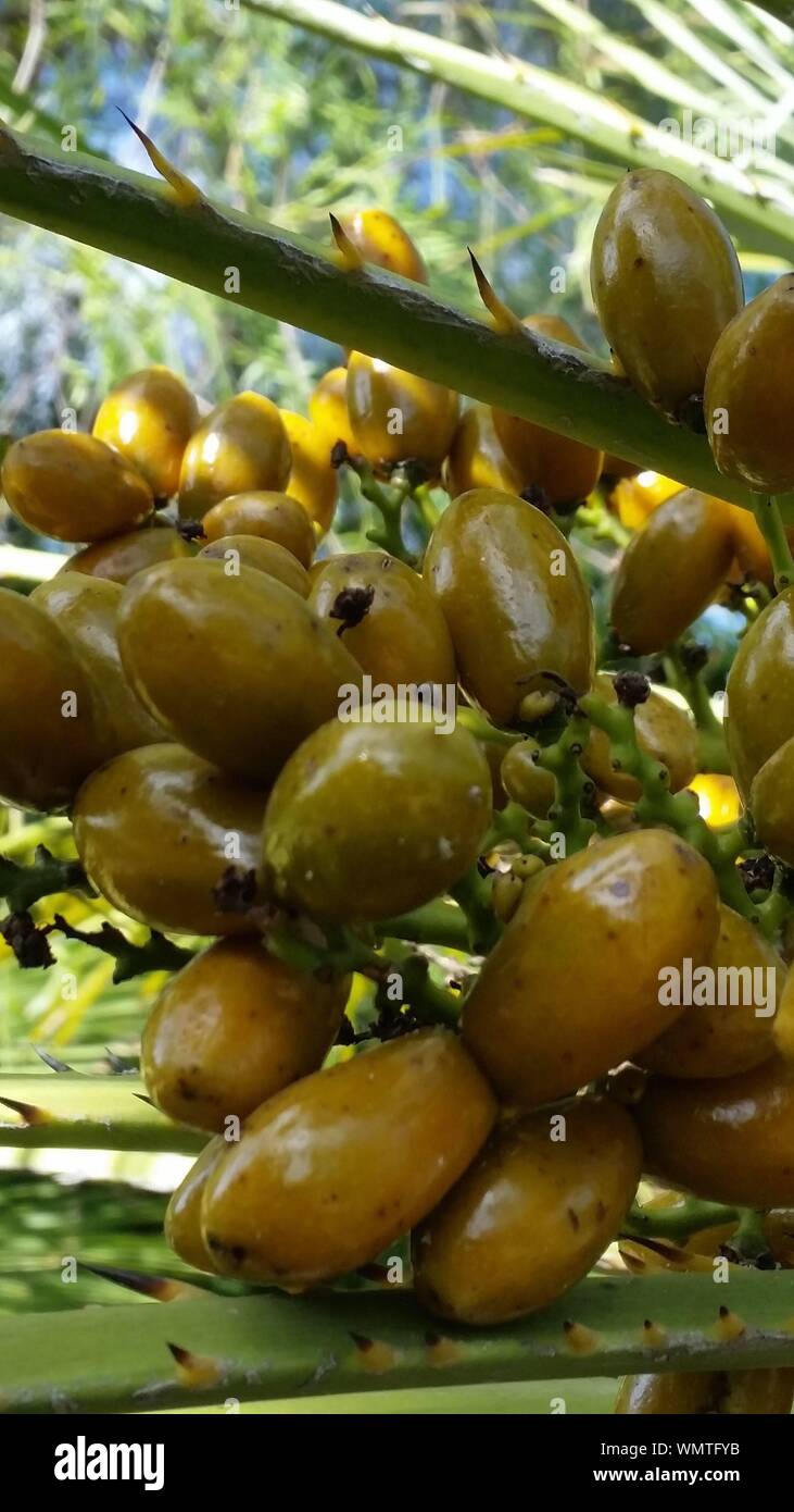 Date palm tree with dates hi-res stock photography and images - Alamy