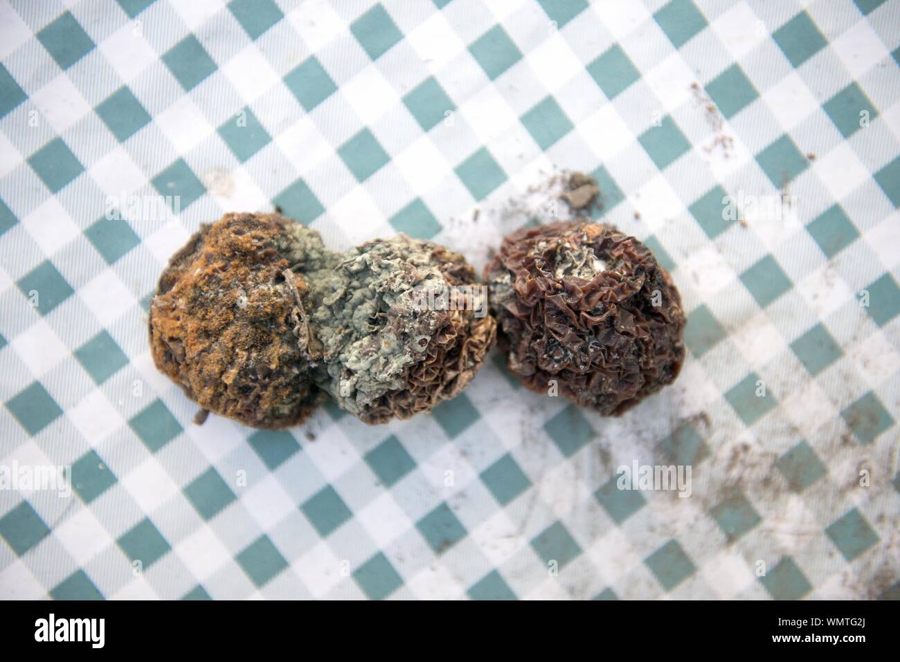 Rotten Food High Resolution Stock Photography and Images - Alamy