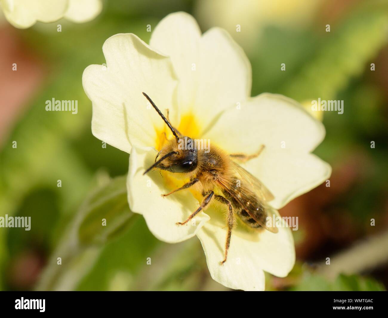 Chocolate / Hawthorn mining bee (Andrena scotica) sunning on a Primrose ...