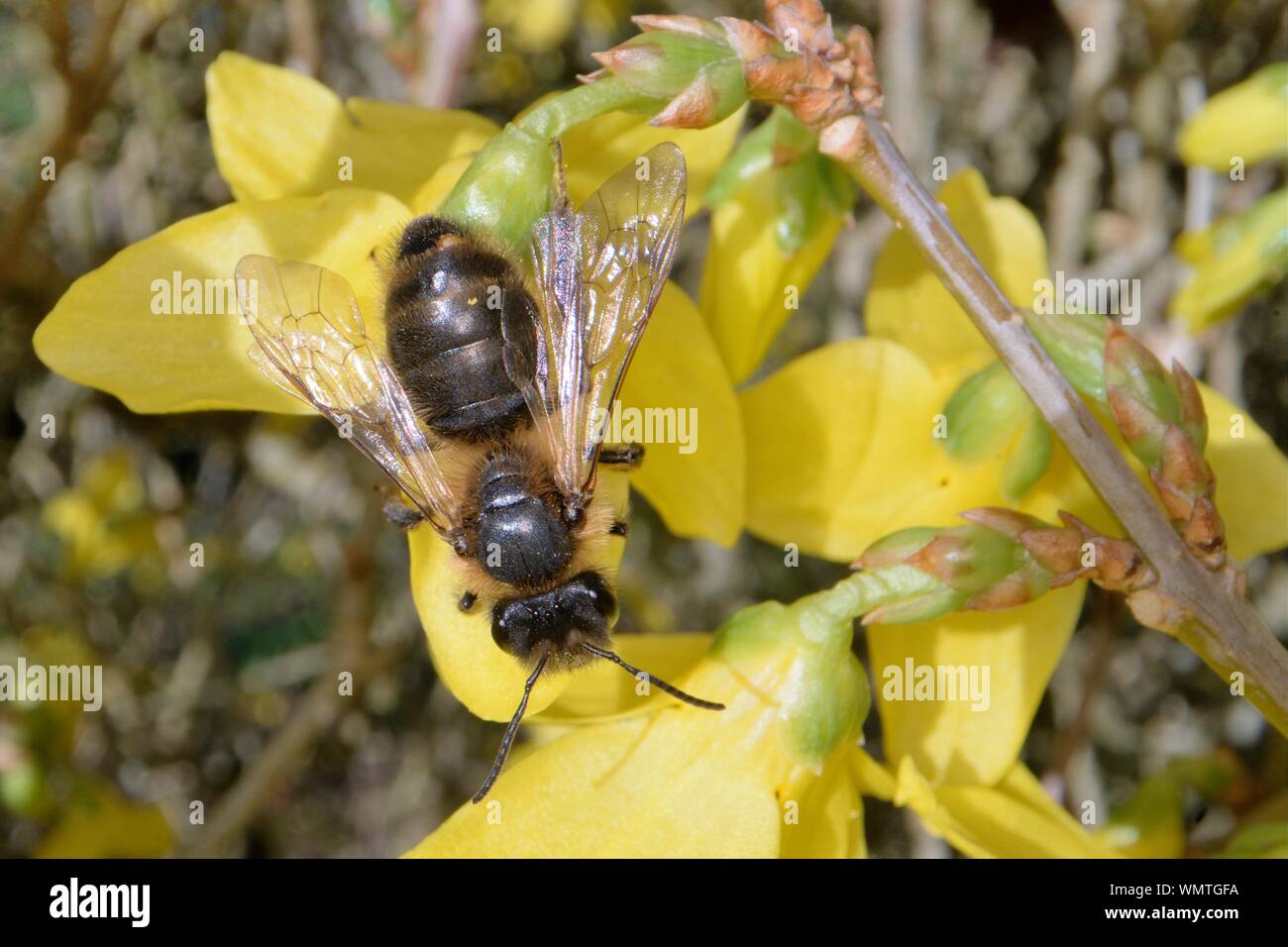 Mining bee england hi-res stock photography and images - Alamy