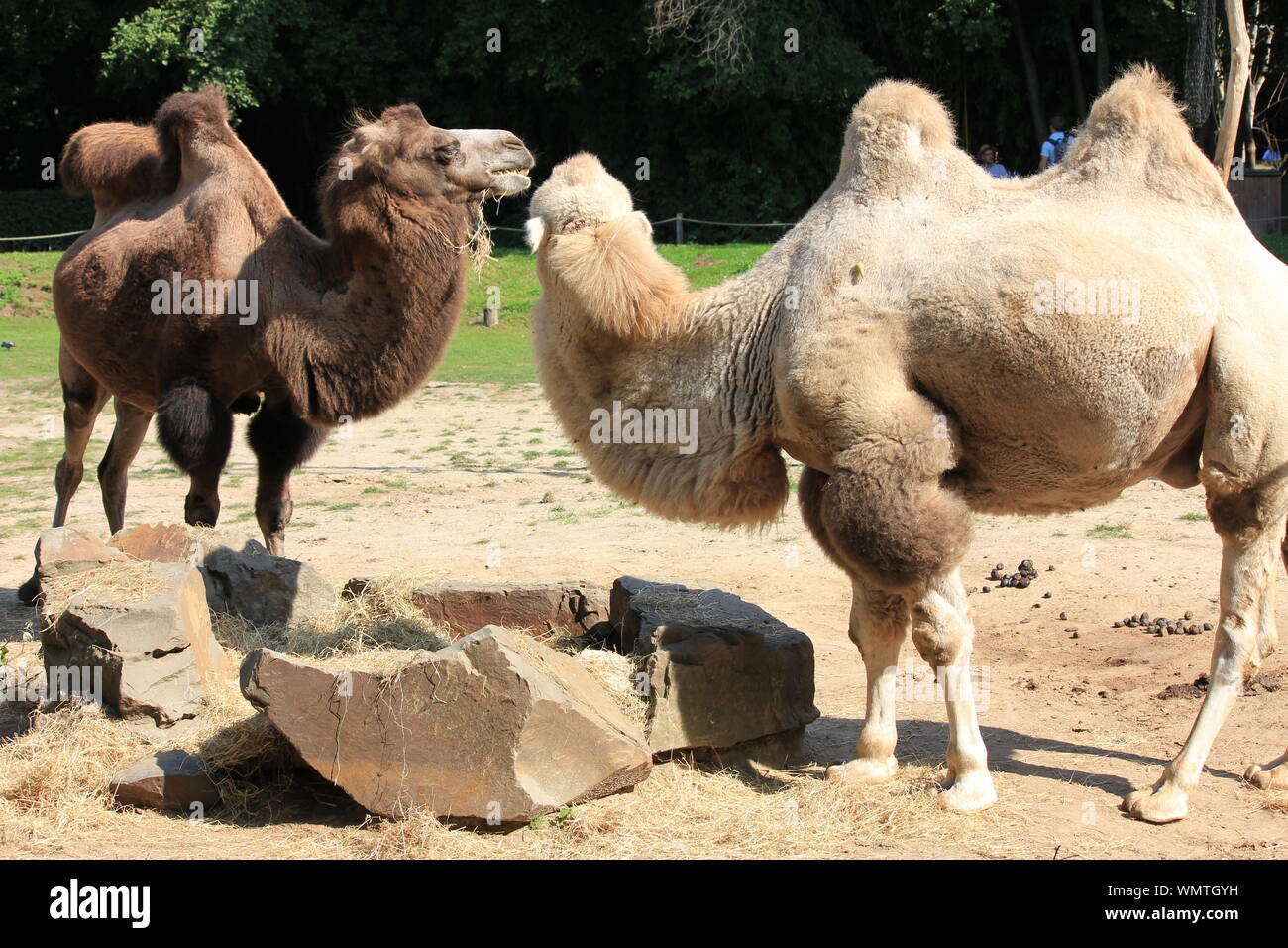 Camels hoof hi-res stock photography and images - Alamy
