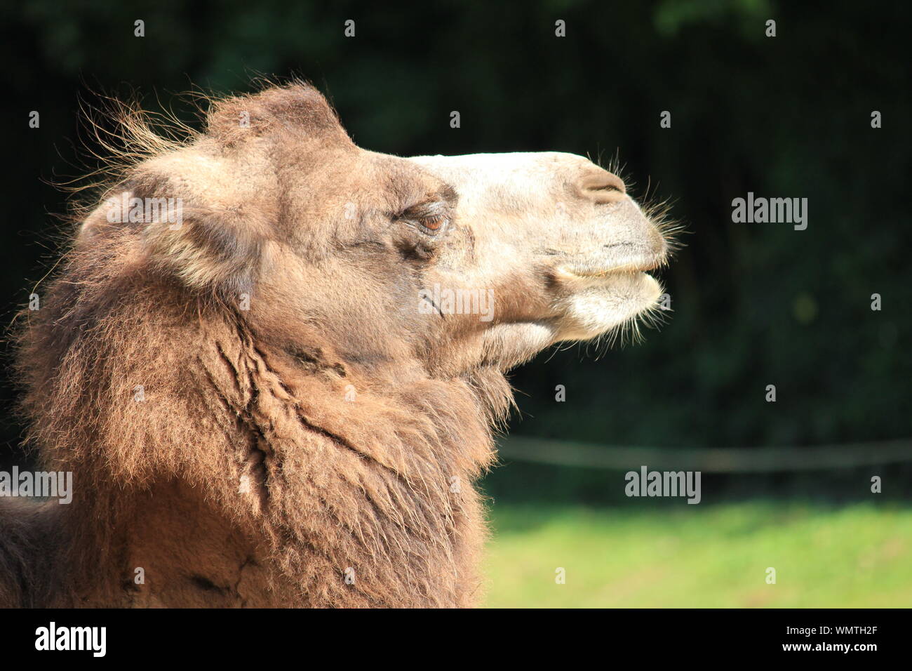 Camels hoof hi-res stock photography and images - Alamy