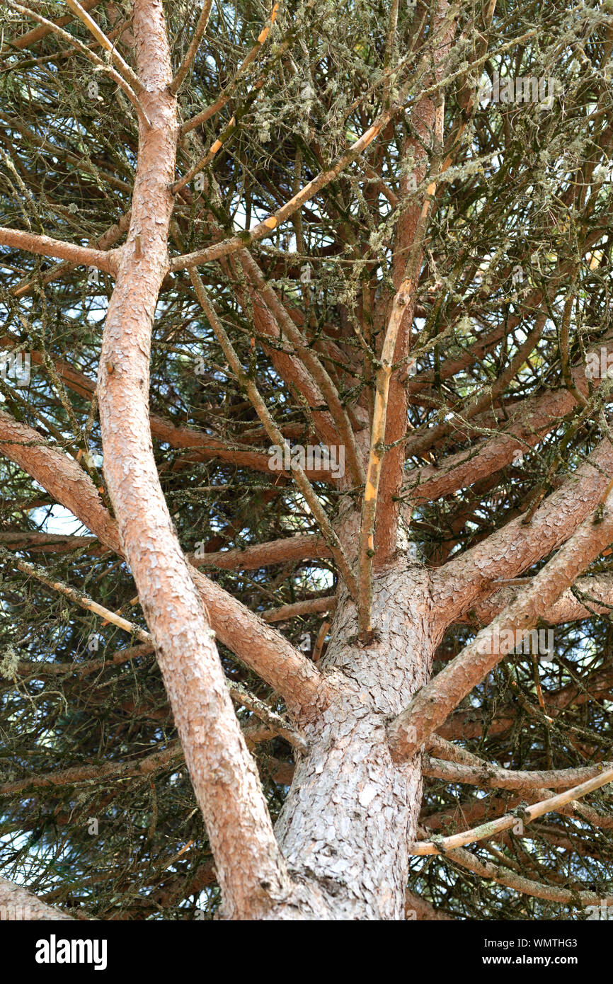 Branches outside hi-res stock photography and images - Alamy