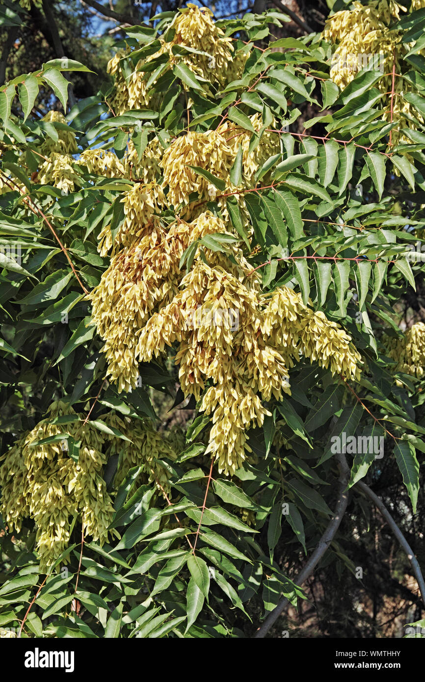 Ailanthus altissima roots hi-res stock photography and images - Alamy