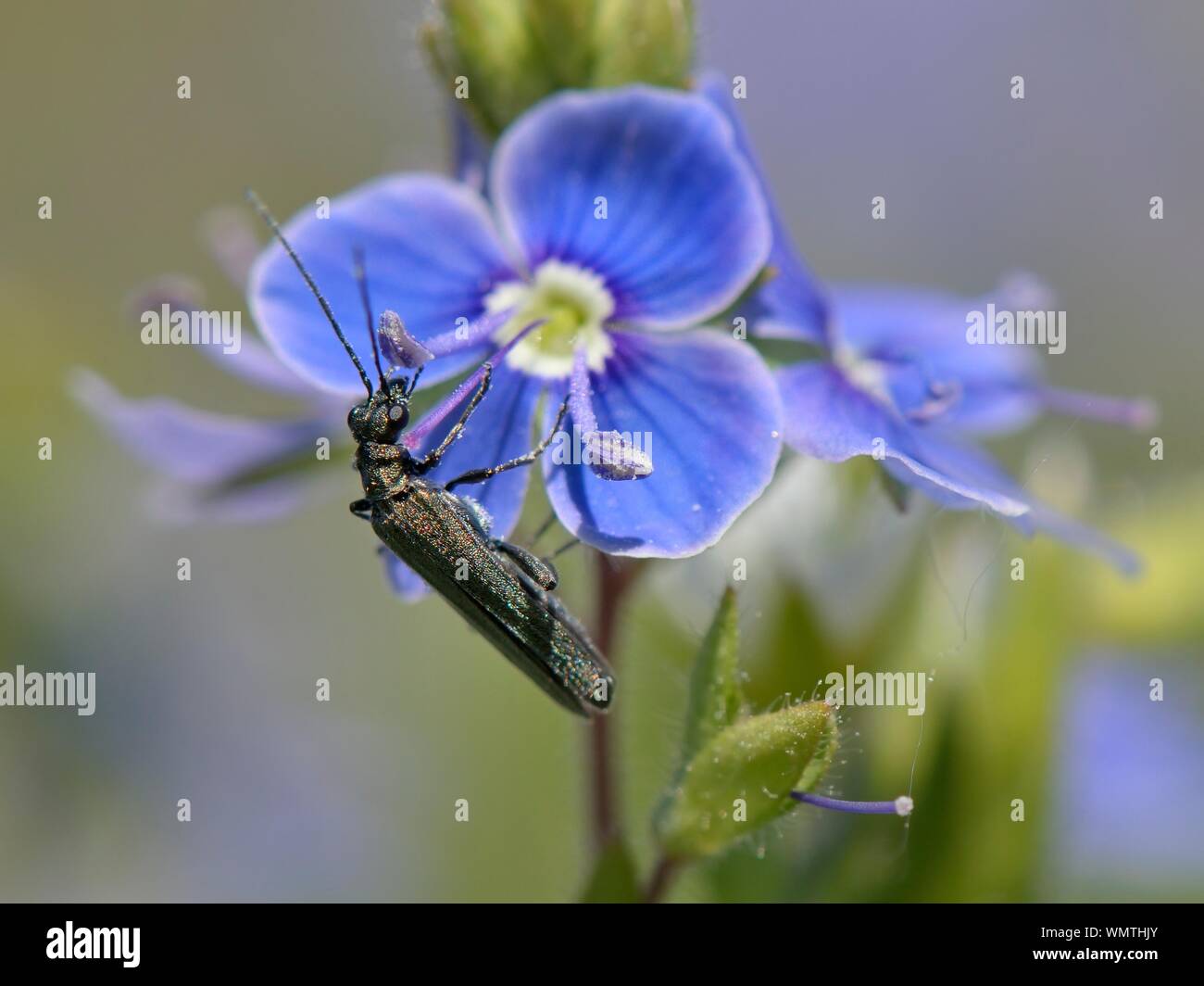 False blister beetle / Flower beetle (Oedemera lurida) feeding on ...