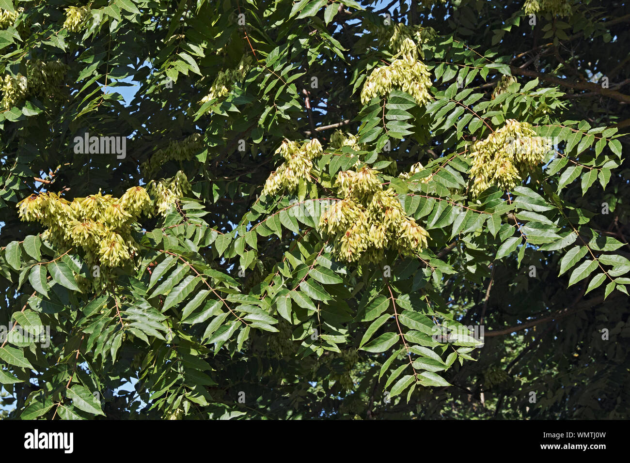 Tree of heaven hi-res stock photography and images - Alamy