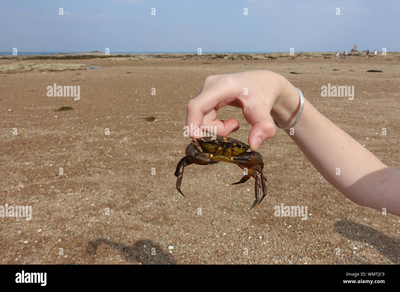 Hand crab hi-res stock photography and images - Alamy