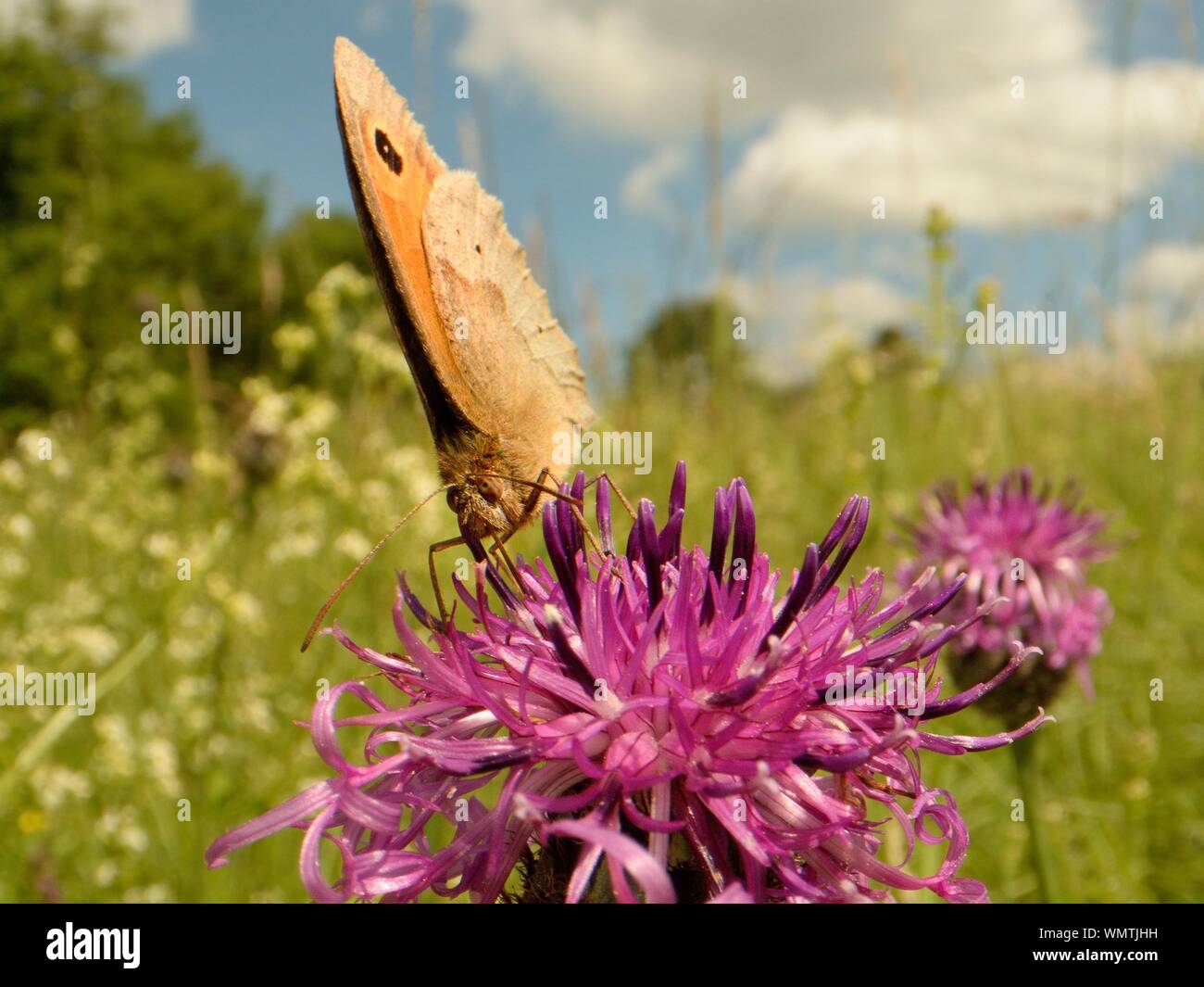 Meadow brown butterfly (Maniola jurtina) nectaring on a Greater ...